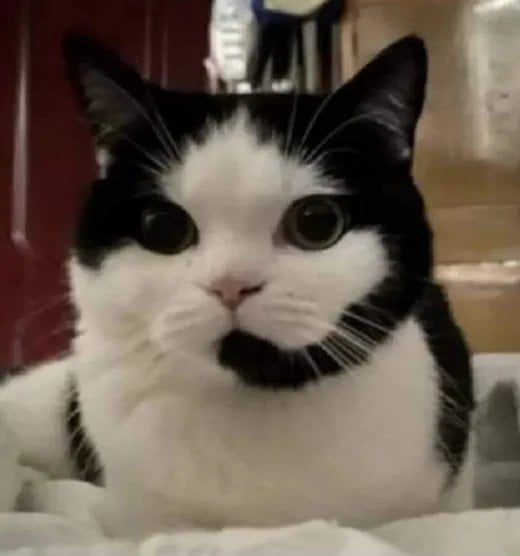 Gato call center es producto de tu imaginación. El gato call center - 9GAG