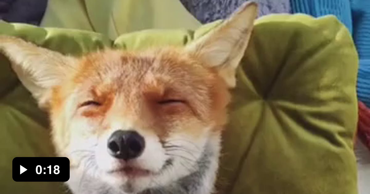 Real fox really relaxed - 9GAG