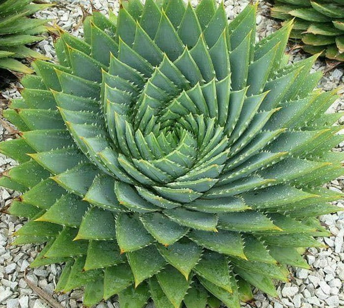This perfectly swirled plant - 9GAG