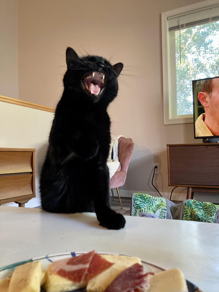 Binx feels so much pain in his heart because he cannot have Spanish ham ...