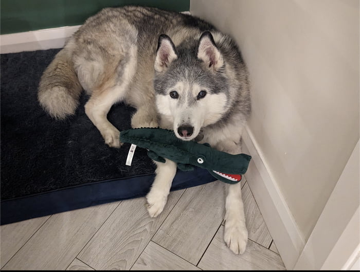 My first ever dog died today. 13 year old husky named Dexter. - 9GAG