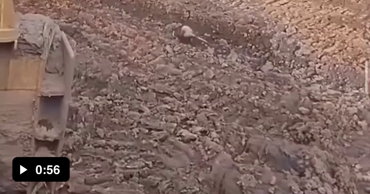 Play dead, get peed on. - 9GAG