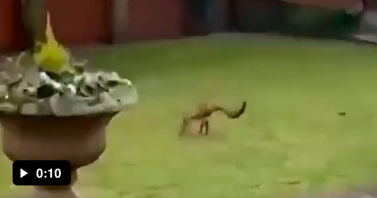 This two-legged fox - 9GAG