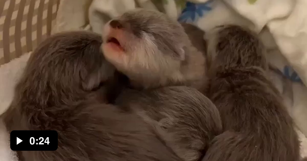 Ottistic screech - 9GAG