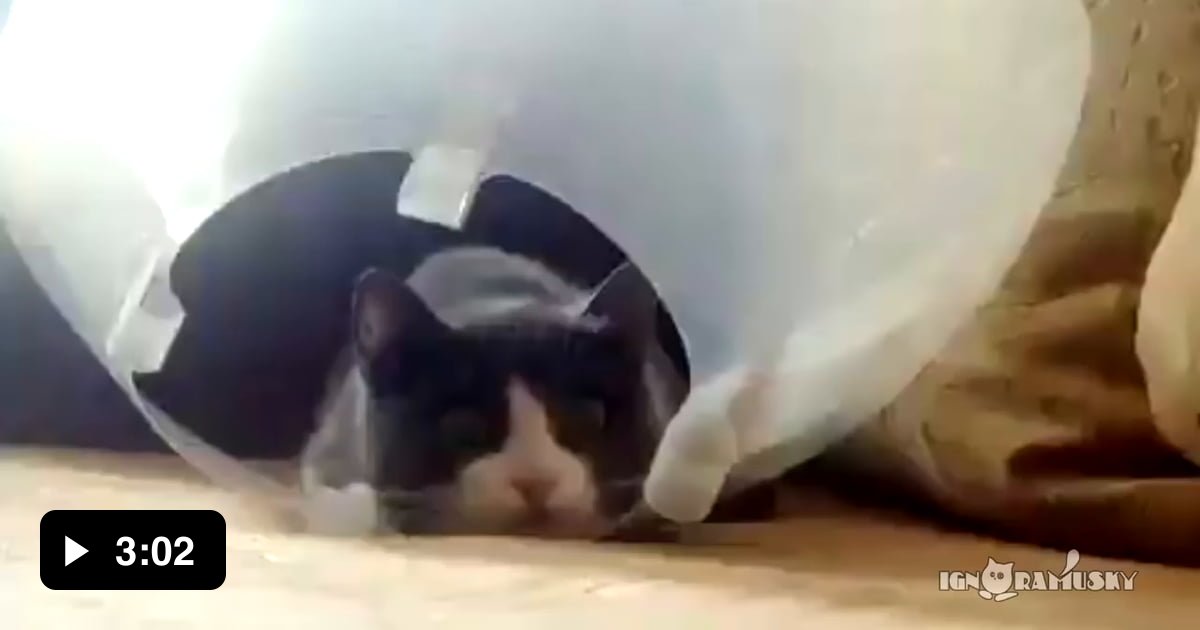 Cats compilation of the week - 9GAG