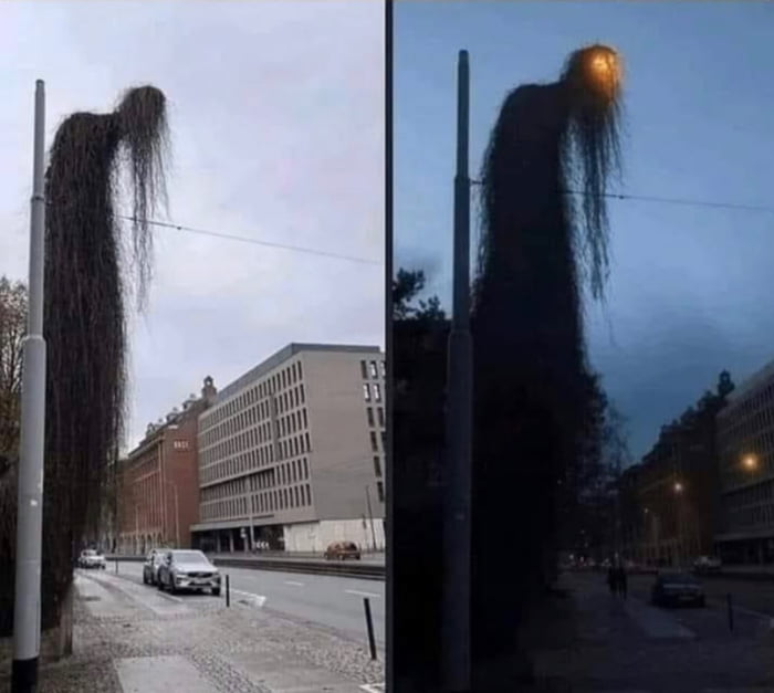 An overgrown light pole in Poland - 9GAG