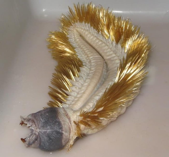 Discover the Eulagisca Gigantea, a strange-looking scale worm found in ...