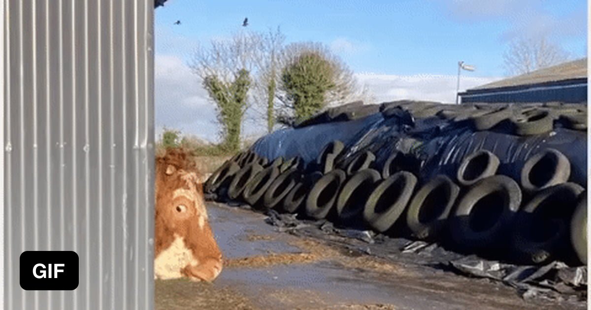 Surprise cows, me - 9GAG