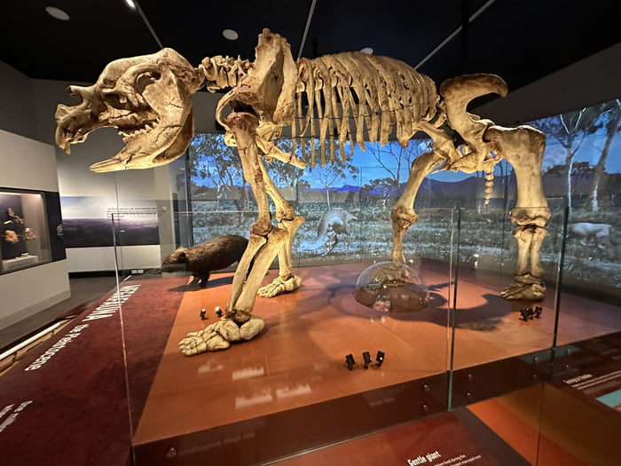 Bober craze is over? Oh well, this is the world’s largest extinct ...