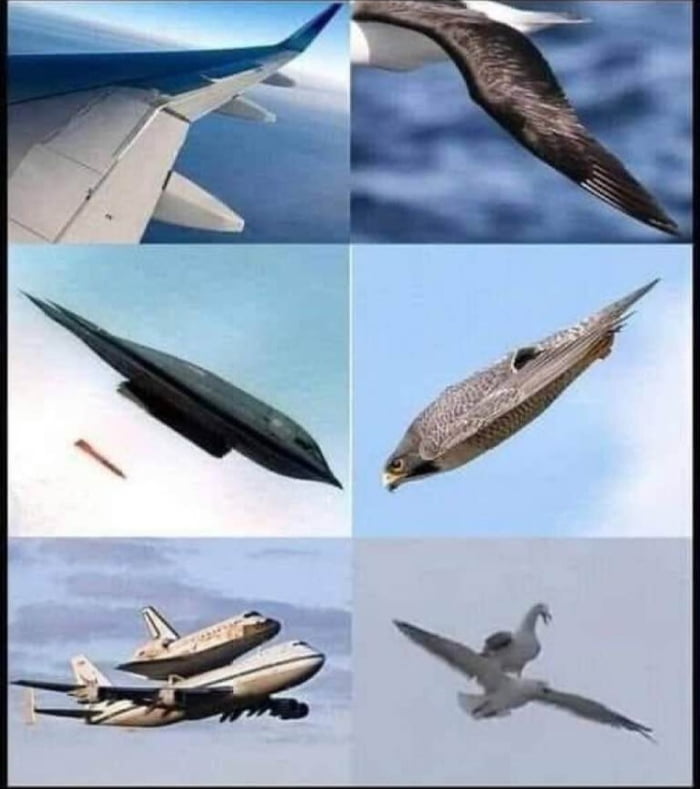 Humans are not creative, we are just pro at copying nature? - 9GAG