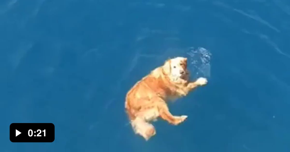 Real Merdog caught on camera (Video). - 9GAG