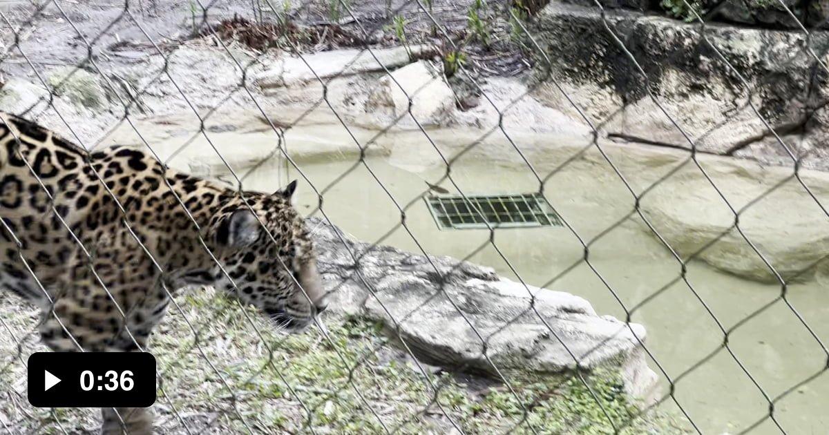 Big kitty shows baby kitty some love - 9GAG