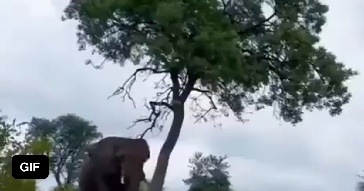 Scratch my bum - 9GAG