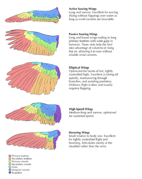 A cool guide there are many types of bird wings. - 9GAG