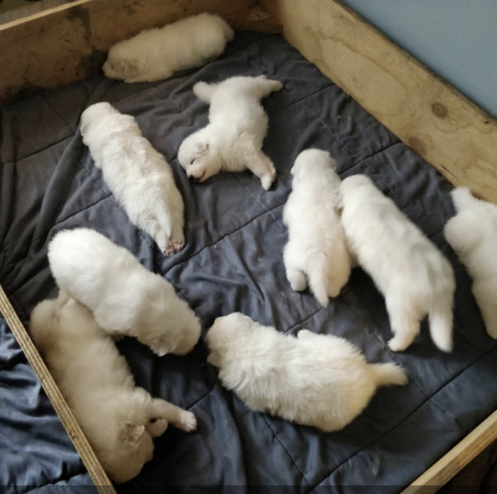 Floof heaven! - 9GAG