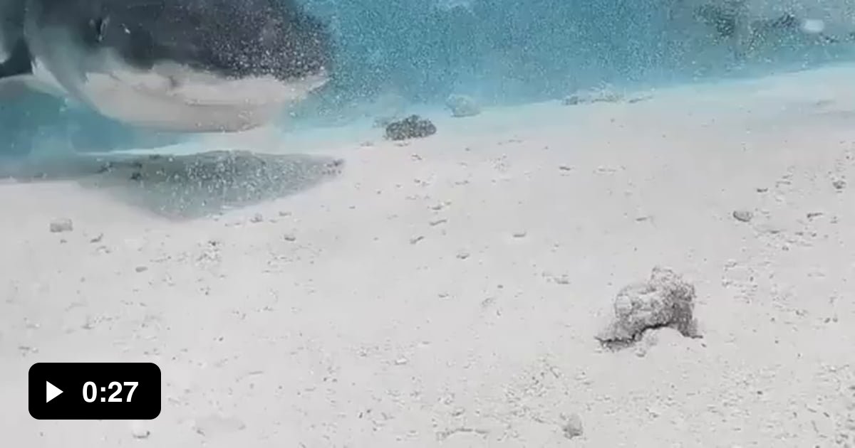 Shark eats diver’s camera and it’s incredible - 9GAG