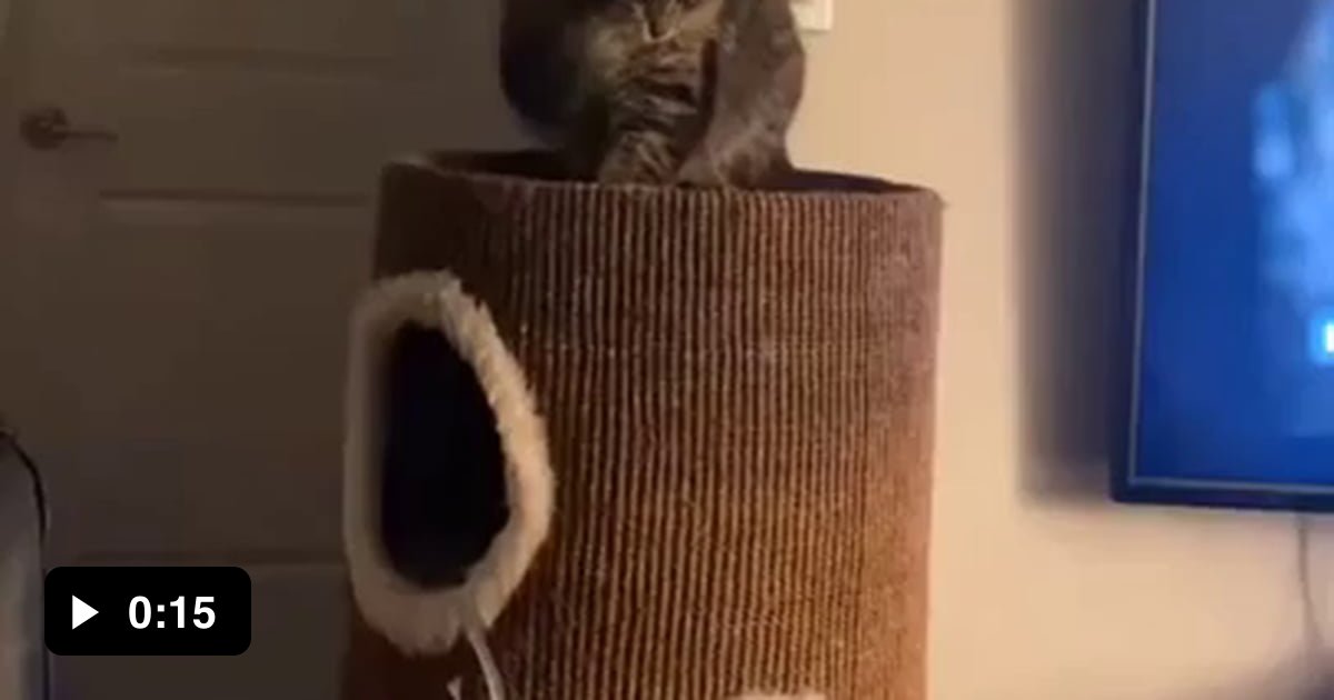 Wrapper causes cat to stop working - 9GAG