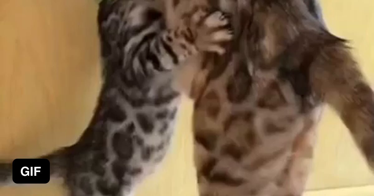 Caught a smol theif stealing food - 9GAG