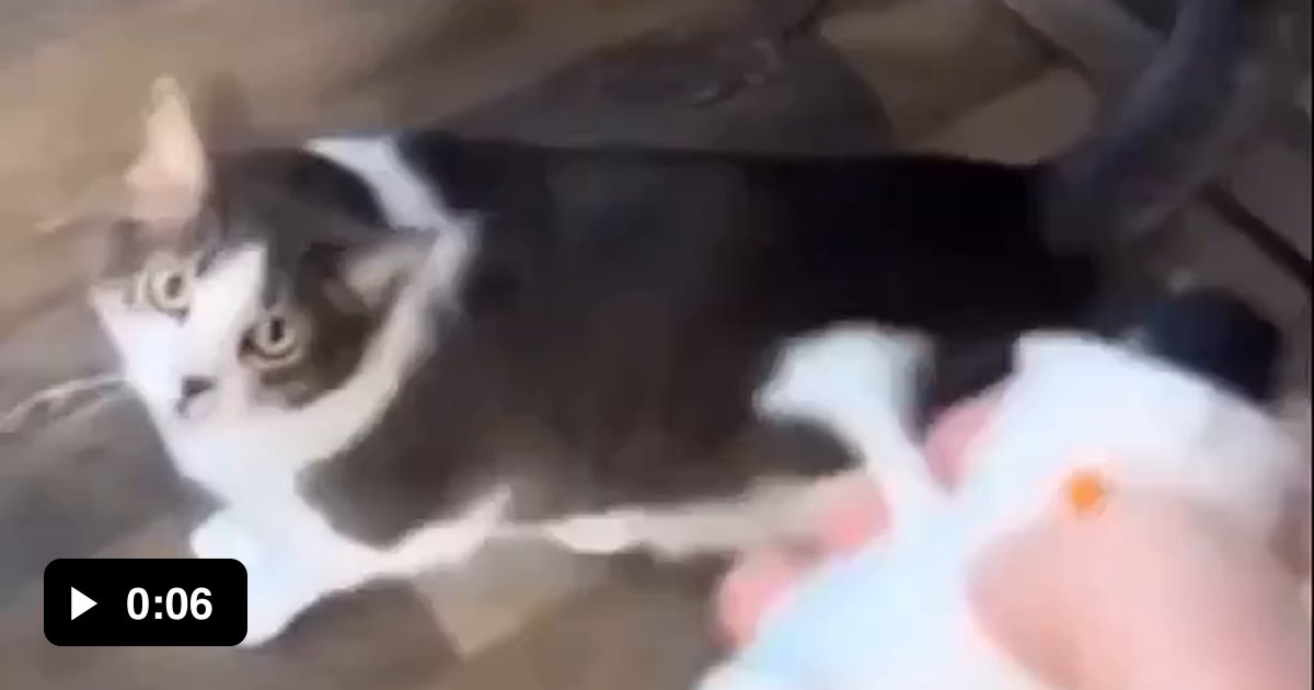 Here's a video of a cat screaming as his toy stuck on the ceiling (0:06 ...