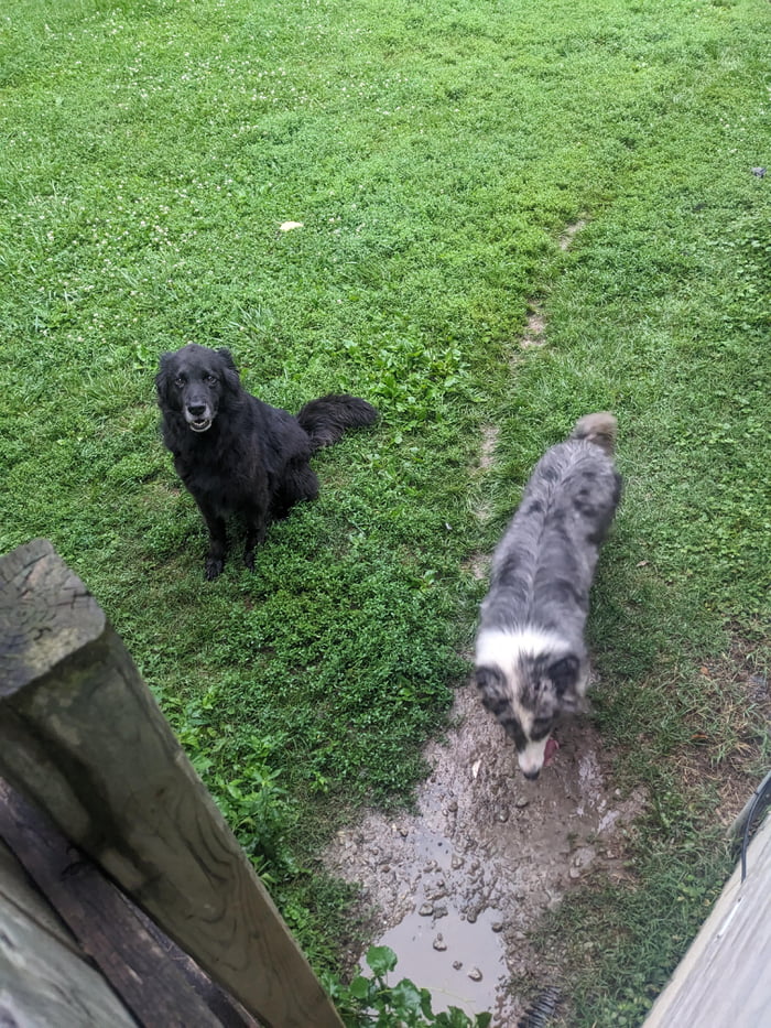 There are two types of dogs... - 9GAG