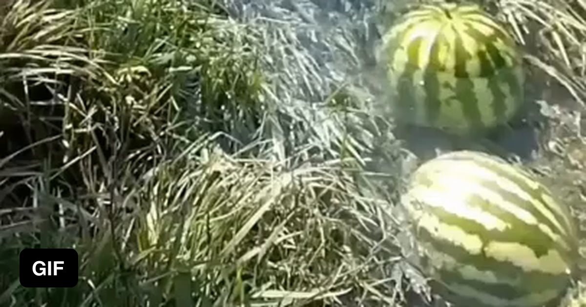The Great Watermelon Migration - 9GAG