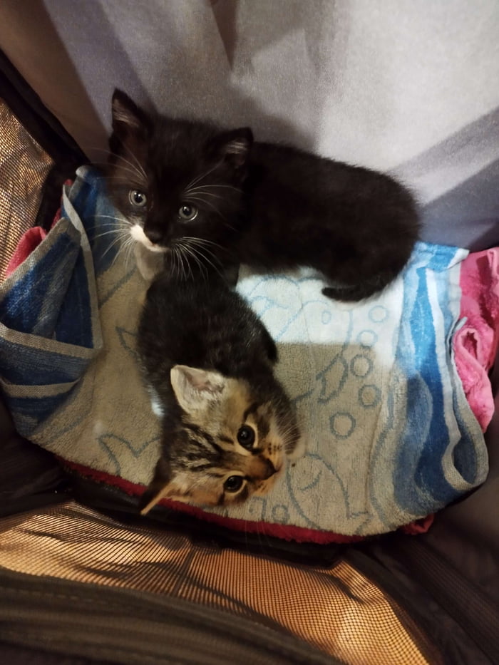 I am very smol - 9GAG