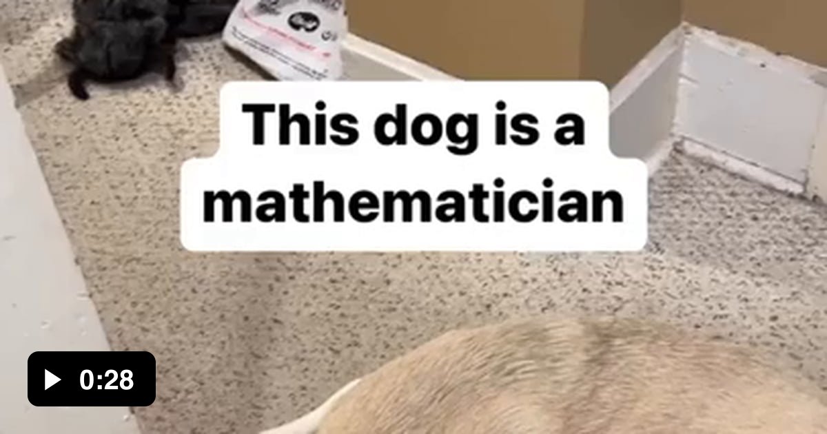 This dog is a mathematician - 9GAG