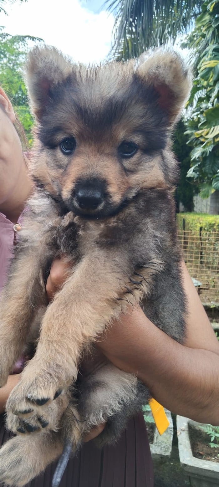 We thought we had a GSD puppy, a month later we are definitely sure it ...