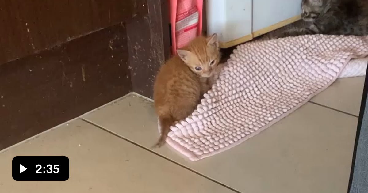 Weird tiny orange behaviour - 9GAG