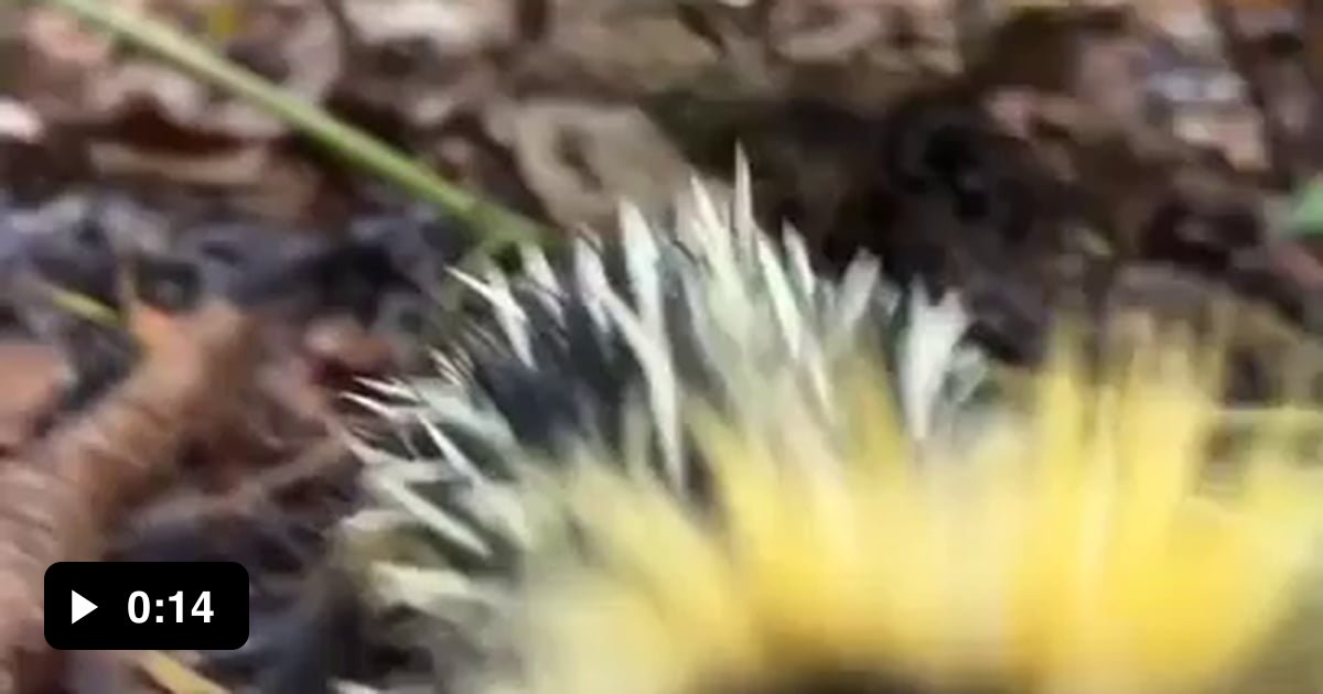 The lowland streaked tenrec is the only mammal known to communicate ...