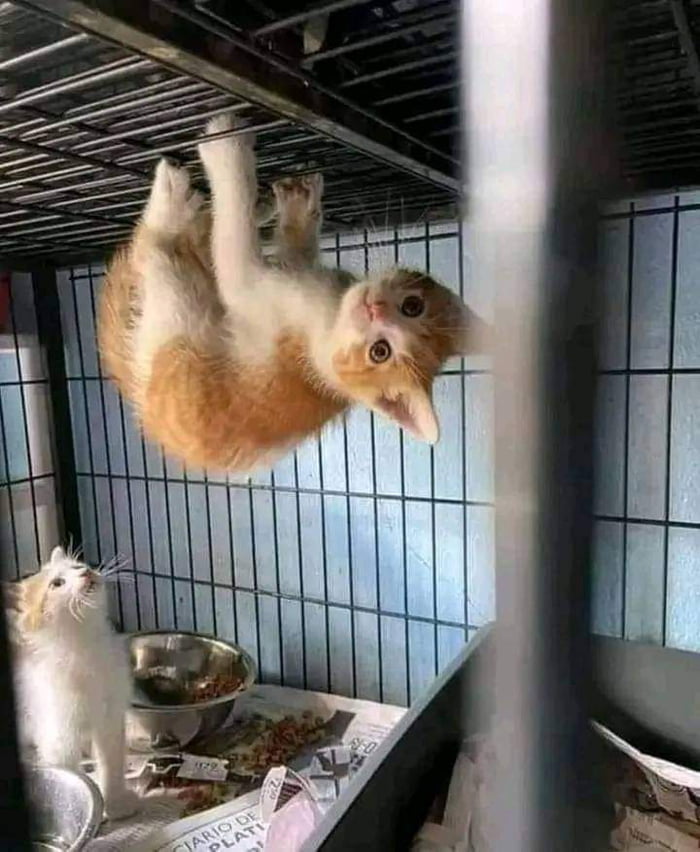 Australian Cat - 9GAG