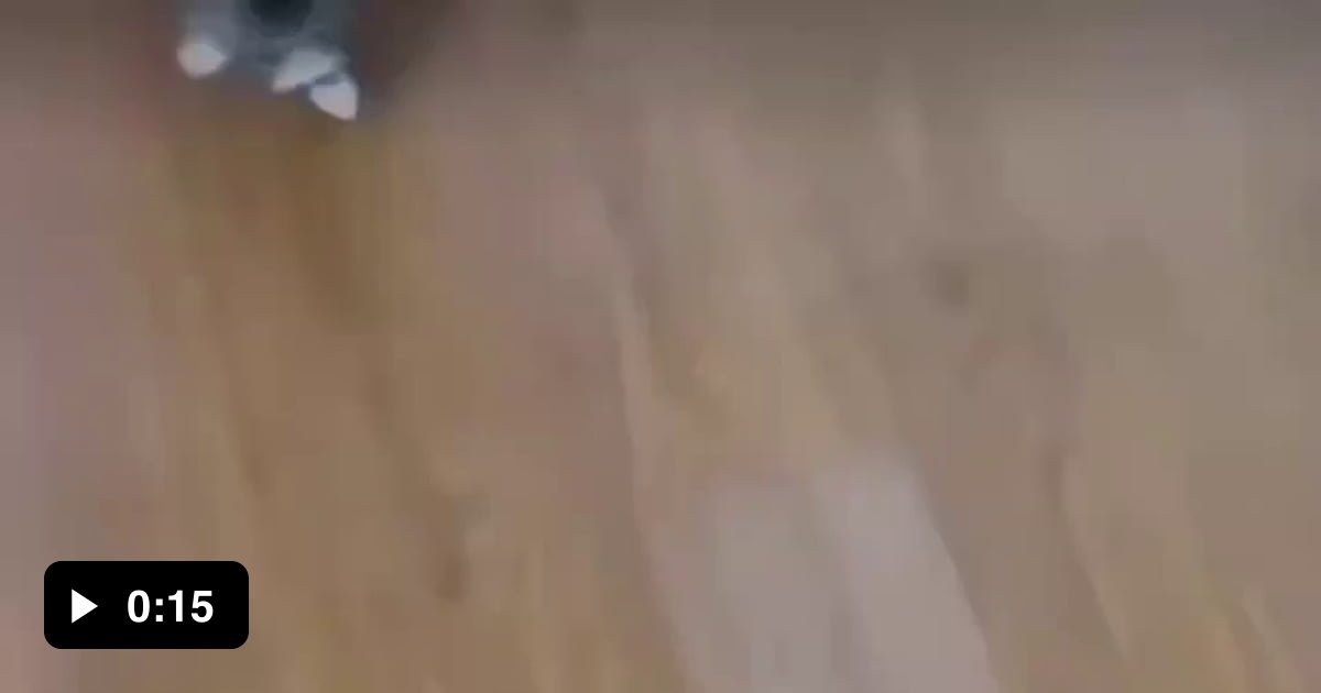 Kitten rolls over and accepts their Roomba fate. - 9GAG