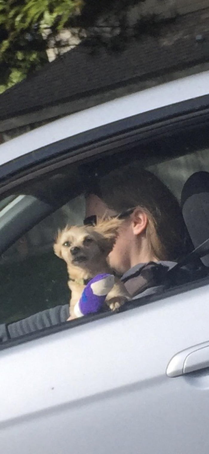 Speedy boi is having a ruff day. - 9GAG