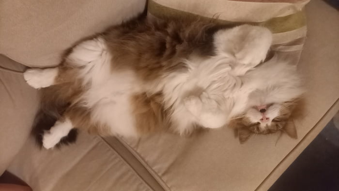 Just wanted to show you our floof - 9GAG
