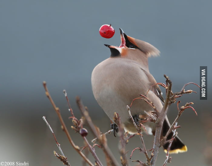 Bird shot at the perfect moment - 9GAG