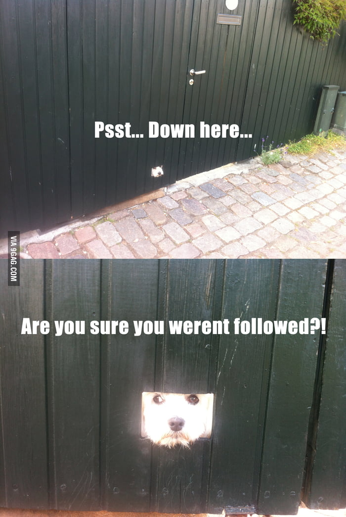 Under Cover Spy Ninja Dog! - 9GAG