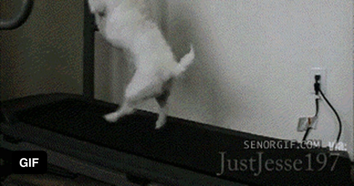 Funny dog working out on the treadmill - 9GAG