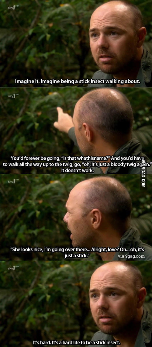 Imagine being a stick insect.. - 9GAG