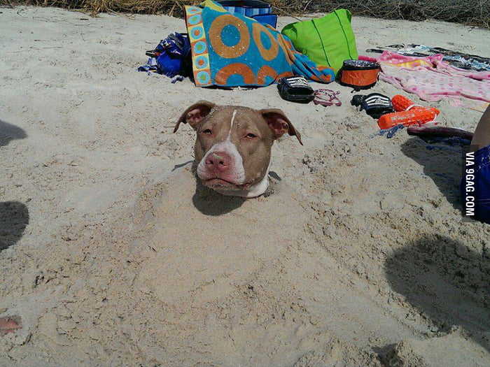 First time taking my pit bull to the beach... we had fun - 9GAG
