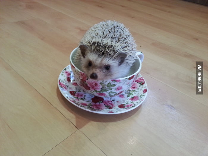 He wants some tea! - 9GAG