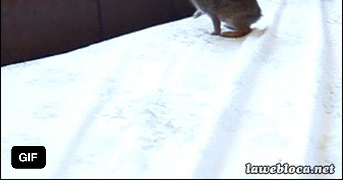 I see a lot of cat jump fails but what about a bunny? - 9GAG