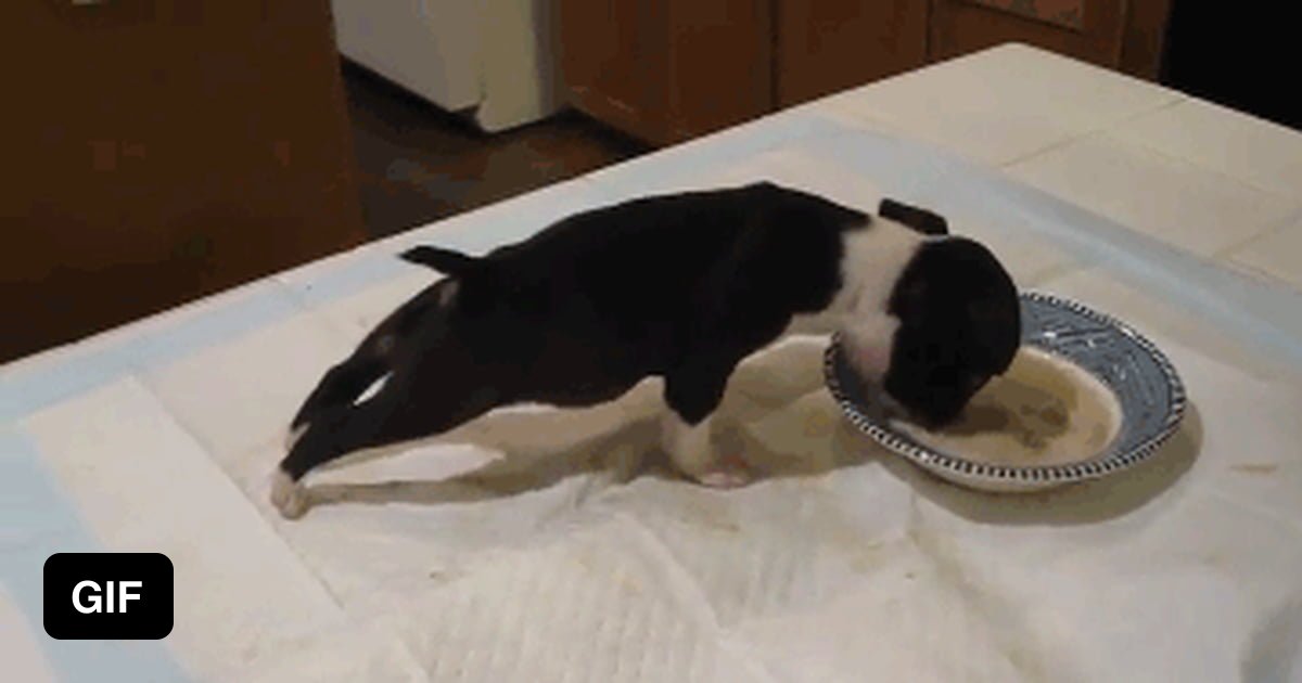 He forgot how to gravity - 9GAG