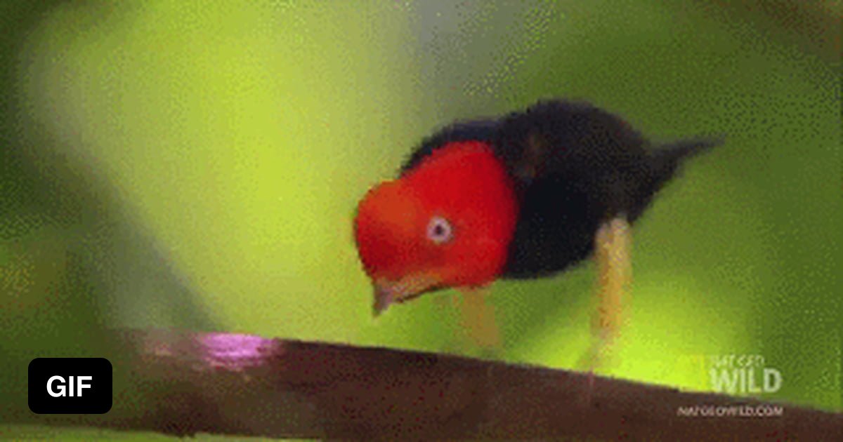 The moonwalking Manakin Bird - 9GAG