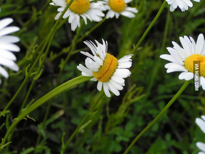 A mutant daisy - 9GAG
