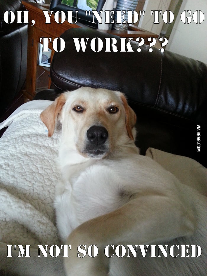 Skeptical Dog... Is Skeptical - 9GAG