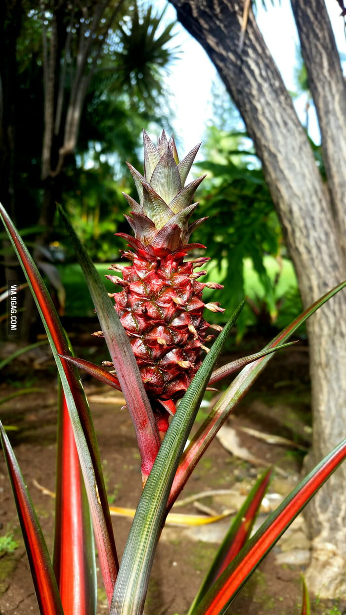 This, fellow 9Gagers, is a baby pineapple. - 9GAG