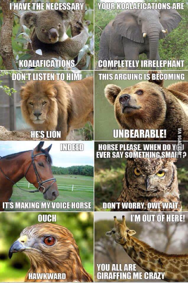 The necessary koalifications - 9GAG