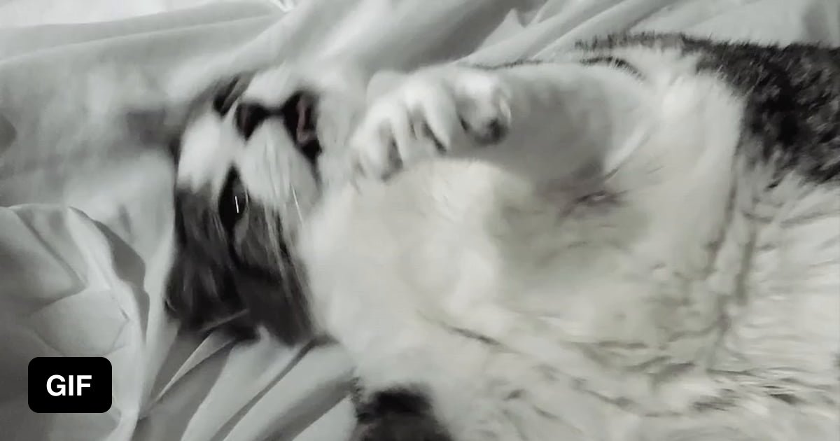 Aggressively licking derply - 9GAG