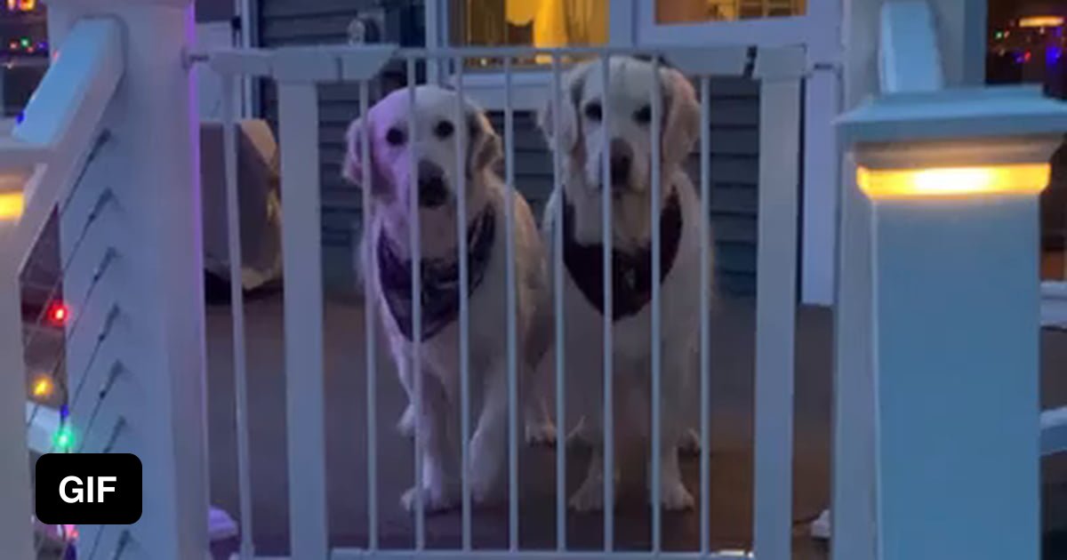 Welcome home tippy taps - 9GAG