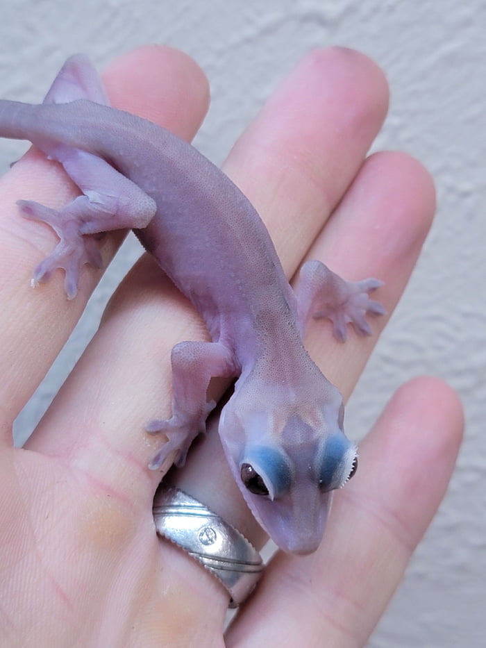 See-through gecko - 9GAG